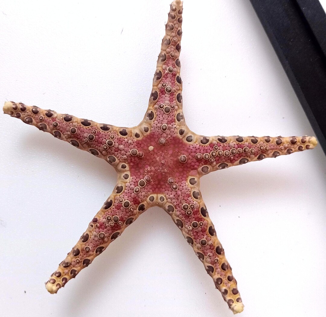 Rare Deep Sea Star Fish 76 Mm.. Completely Dried Item # 204 - Etsy