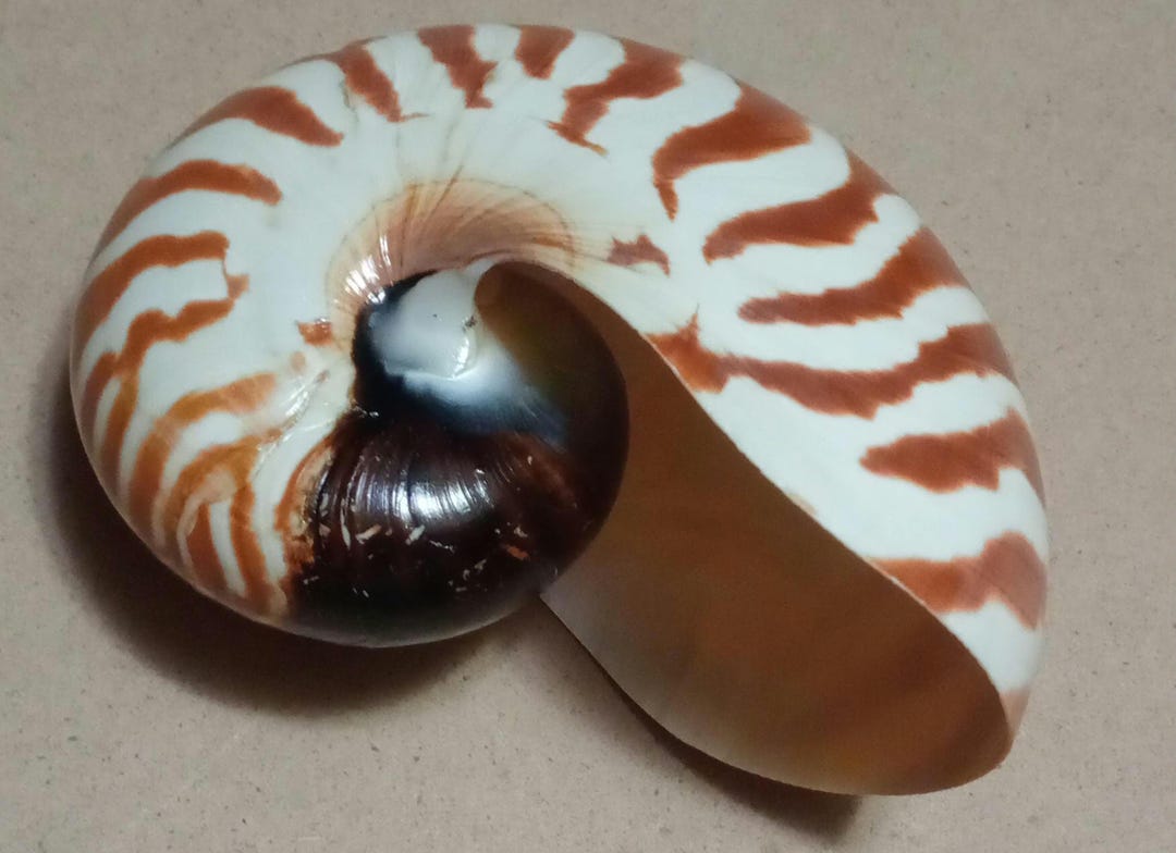 Pearly Nautilus 110 Mm..seashell # 16 - Etsy