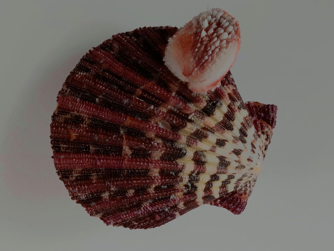 Seashell Pecten Pallium With Attached Chamas Lazarus Shell..size 62 Mm ...