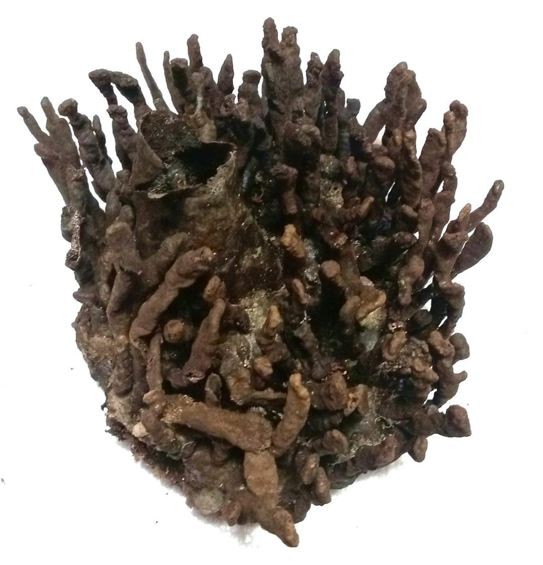 Crown of Thorn Sponge 225 Mm...natural Dried Beach Craft...item #1 - Etsy