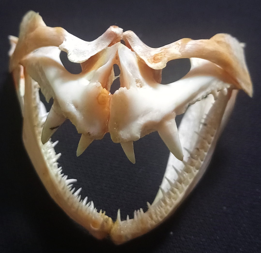 Crustacean..african Tiger Fish Head Skeleton100 Mm..taxidermy - Etsy