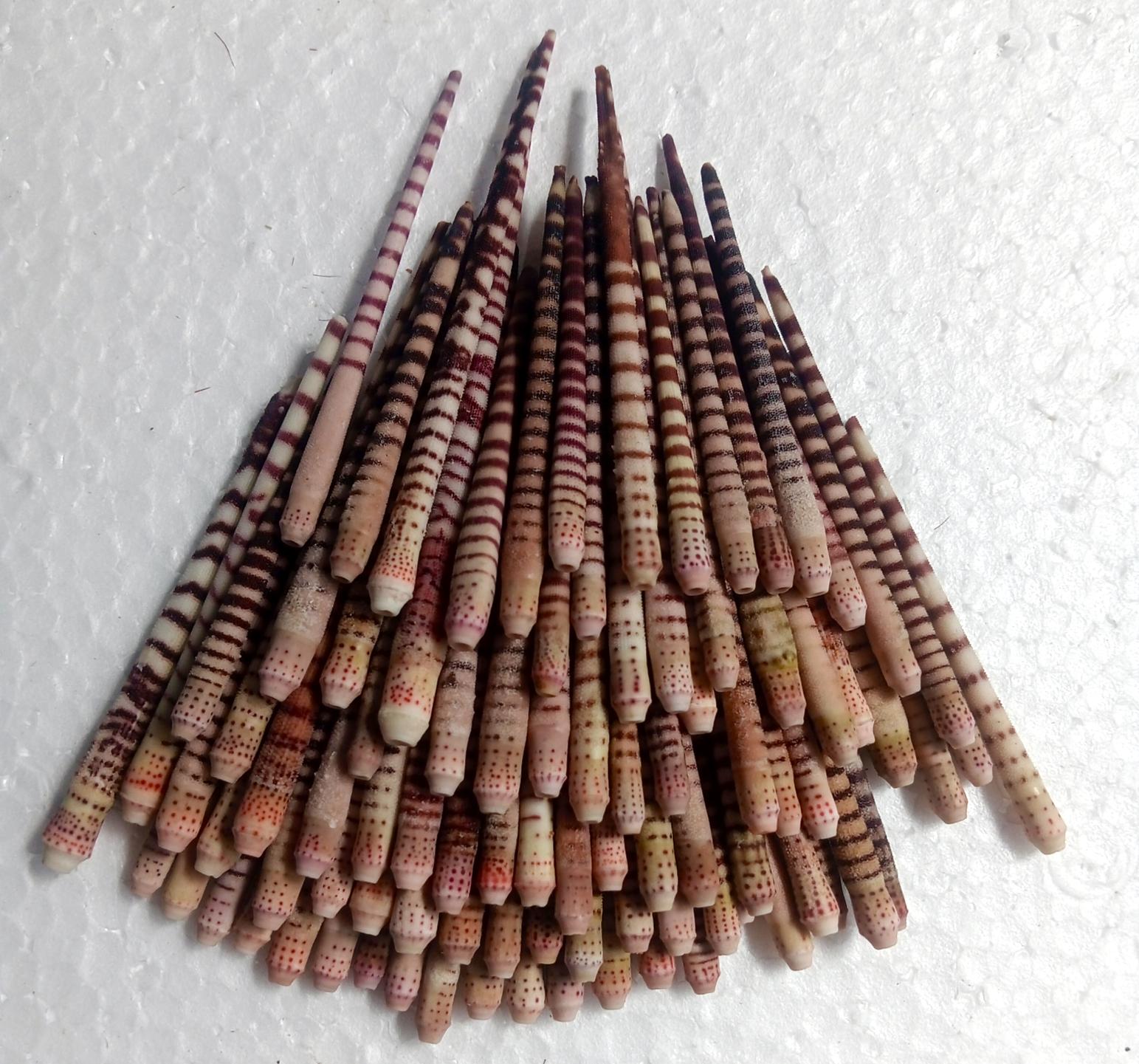 Tiger Sea Urchin Spines(set of 100 Pcs Sea Urchin Spine, Length 60-90 ...
