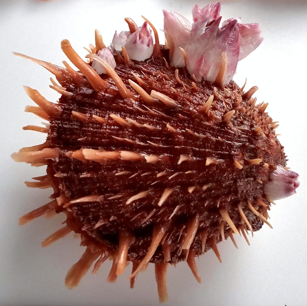 Seashell Spondylus With Natural Attached Barnacle Cluster 84 Mm... - Etsy