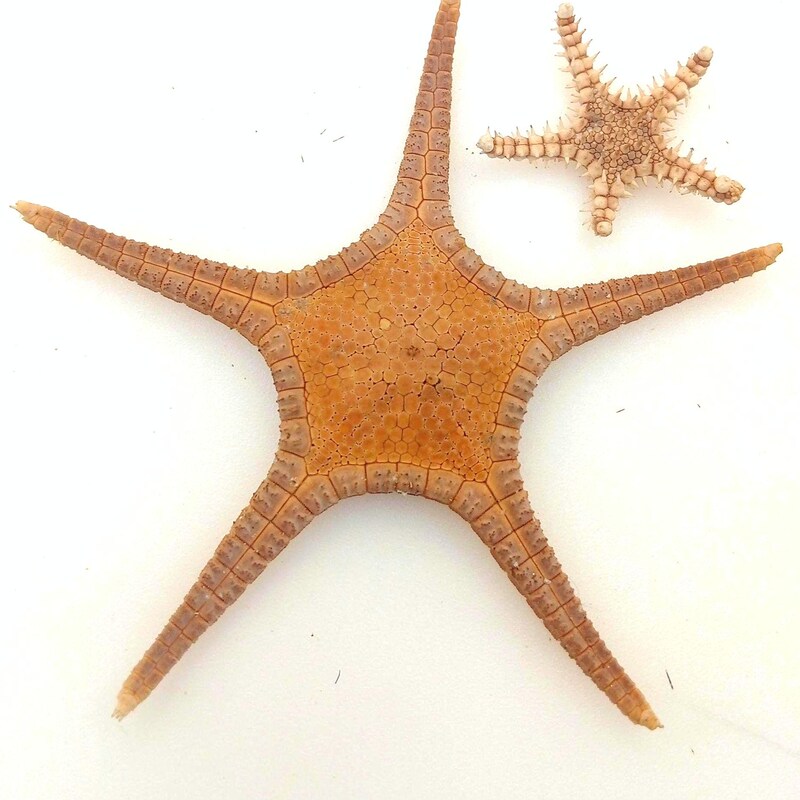 Star Fish - Etsy