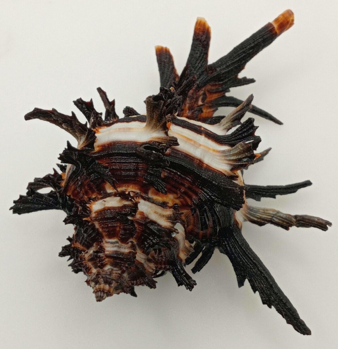 Sea Shell Hexaplex Cichoreum 108 Mm..selected Color. From Daan Bantayan ...