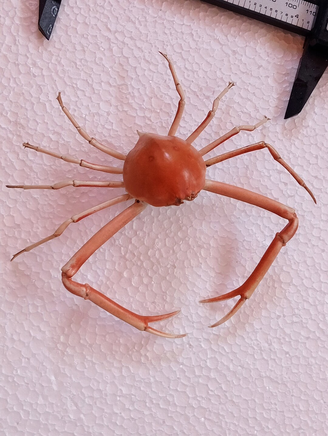 002 Craftshellhouse..crustacean Crab Taxidermy. Width 130x110 Mm..dried ...