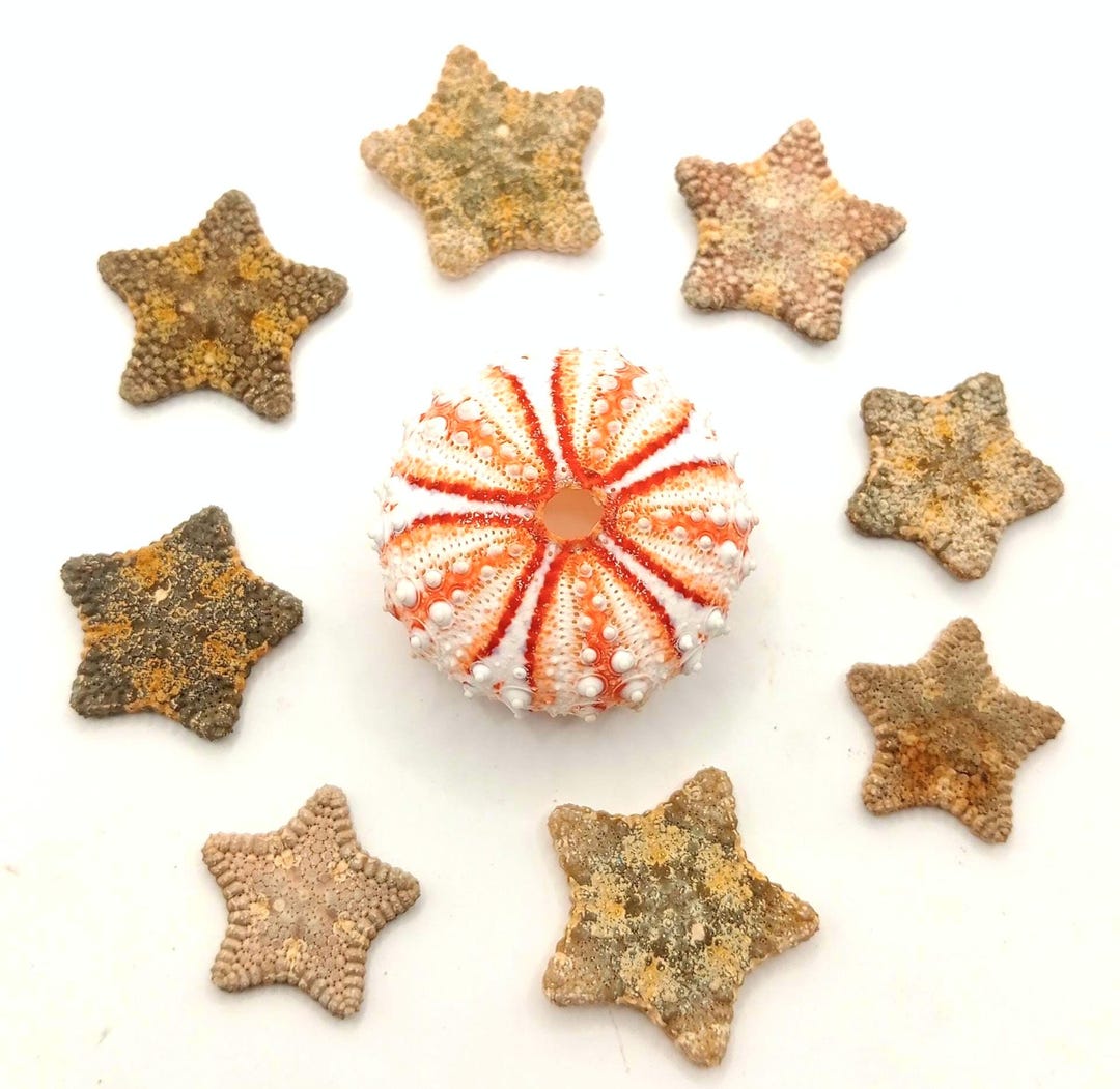 Sea Urchin 42 Mm..real Star Fish 8 Pcs Cute Star Fish..size 22-24..what ...