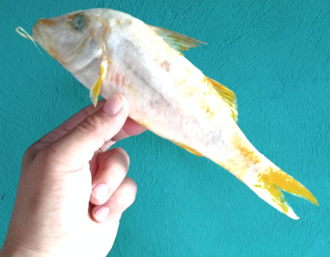 Fish Taxidermy...goat Fish 255 Mm..dried Besutifully.. Taxidermy ...