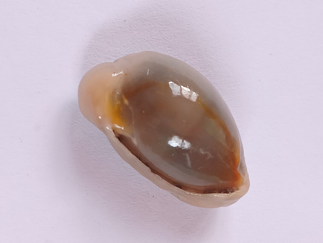 Sea Shell Cypraea Monetaria Annulus 20 Mm..amazing Freak - Etsy