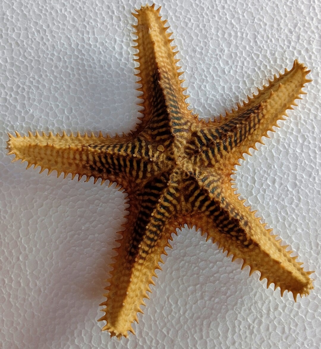 001-real Star Fish 160 Mm..saw Edge Star Fish..dried - Etsy