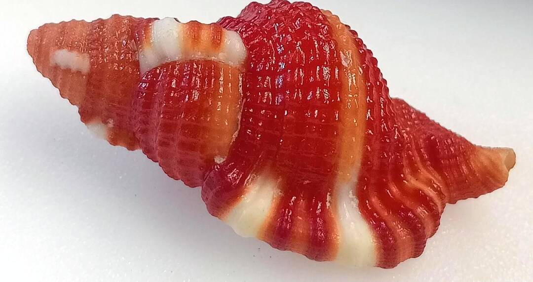 Seashell Cymatium Rubeculum 40 Mm..item 101 - Etsy