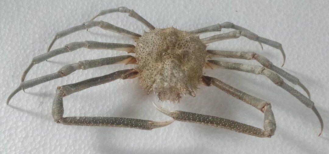 Crab Taxidermy..long Arms Crab ..width Size 145 Mm..taxidermy Oddities ...
