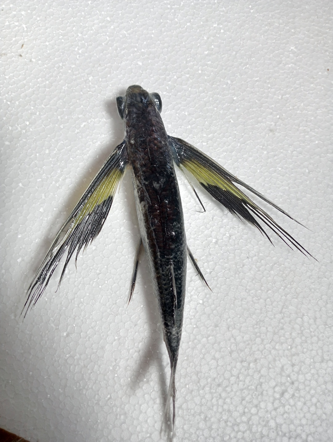 009-flying Fish 151 Mm..dried - Etsy