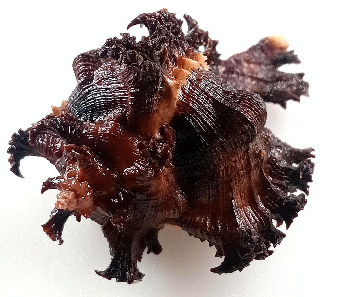 Sea Shell..murex Chicoreus Ramosus...size 47 Mm..item # 706 - Etsy