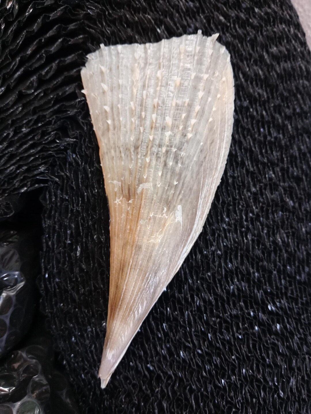 Sea Shell Pinn Muricata 175 Mm..pen Shell..item #2 - Etsy