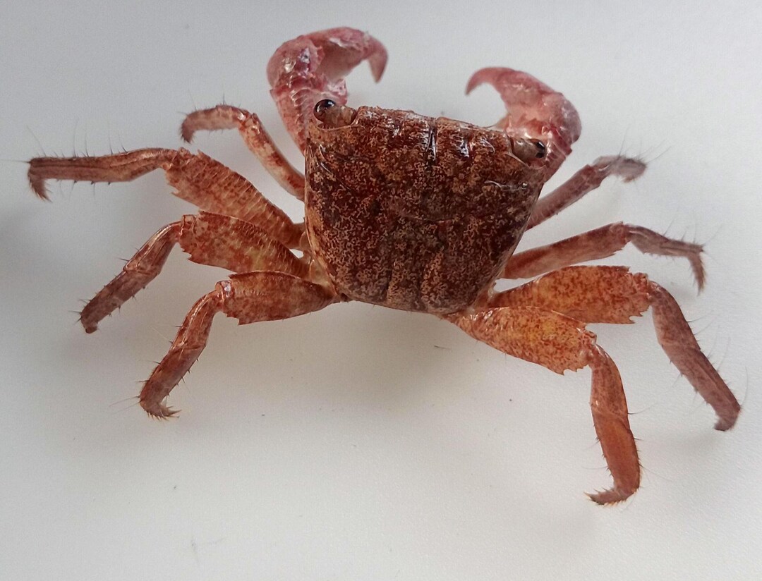 Crustacean..crab Taxidermy Mangrove Grb..beautifully Dried... Taxidermy ...