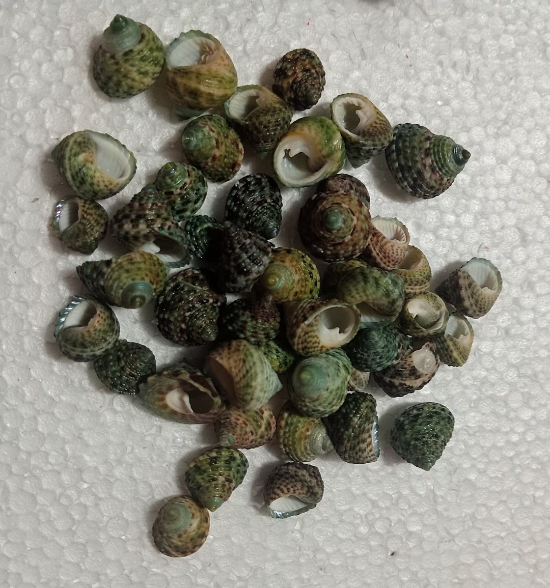 093 Seashell Green Trochus Snail Shells. 47 Pcs Shells - Etsy