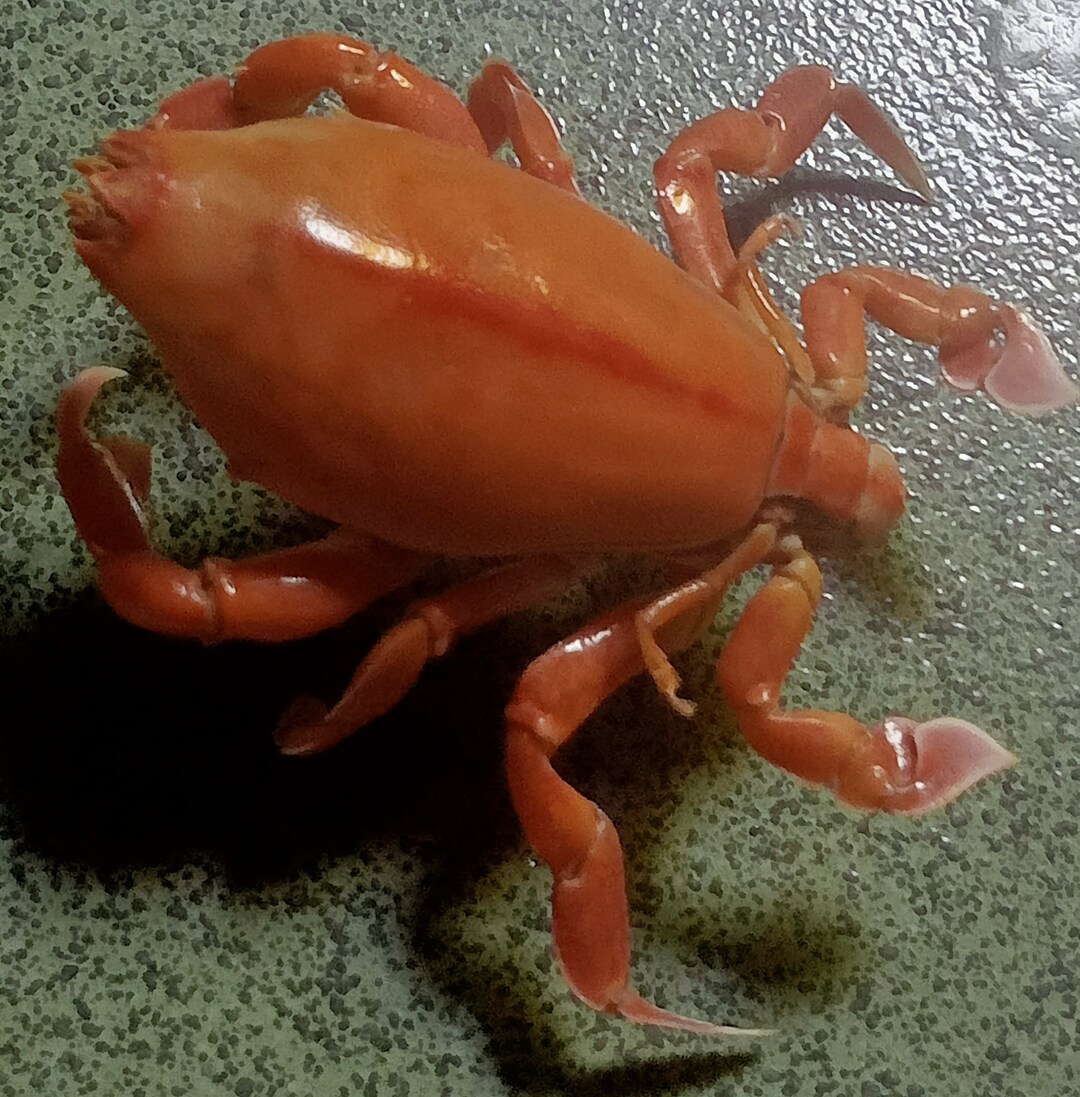 001 Crustacean Crab..deep Sea Crab..66 Mm..dried Beautifullyfound Using ...