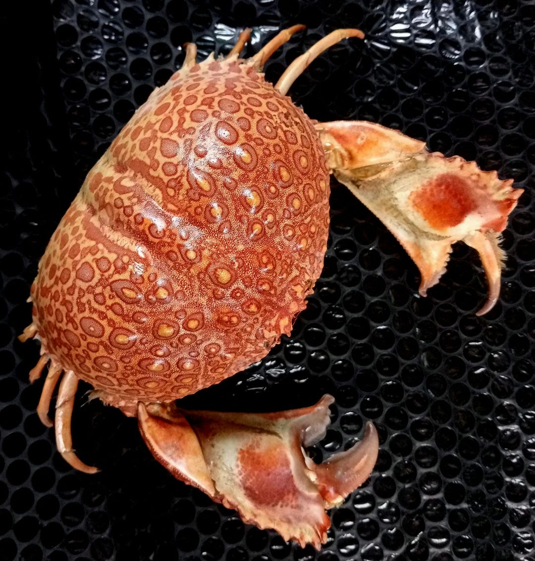Crustacean..calappa Japonica..japanese Box Crab.size 240x190 Mm...very ...