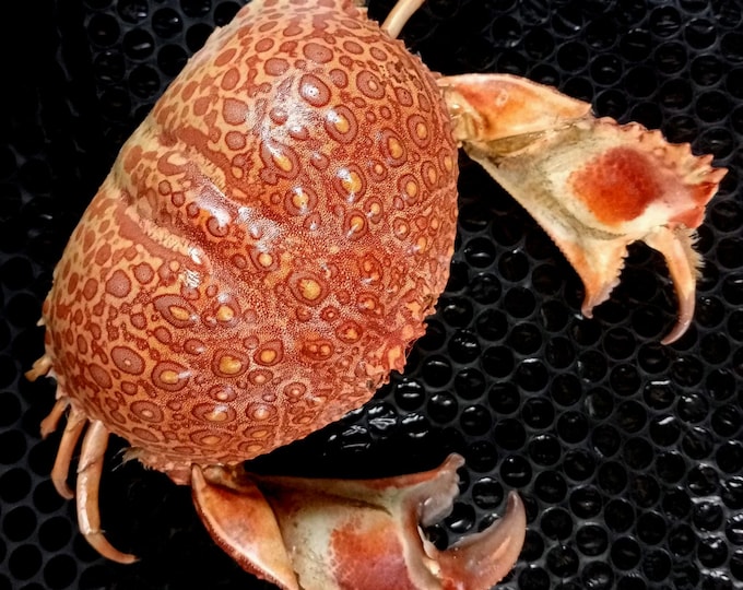 Crustacean..calappa Japonica..japanese Box Crab.size 240x190 Mm...very ...