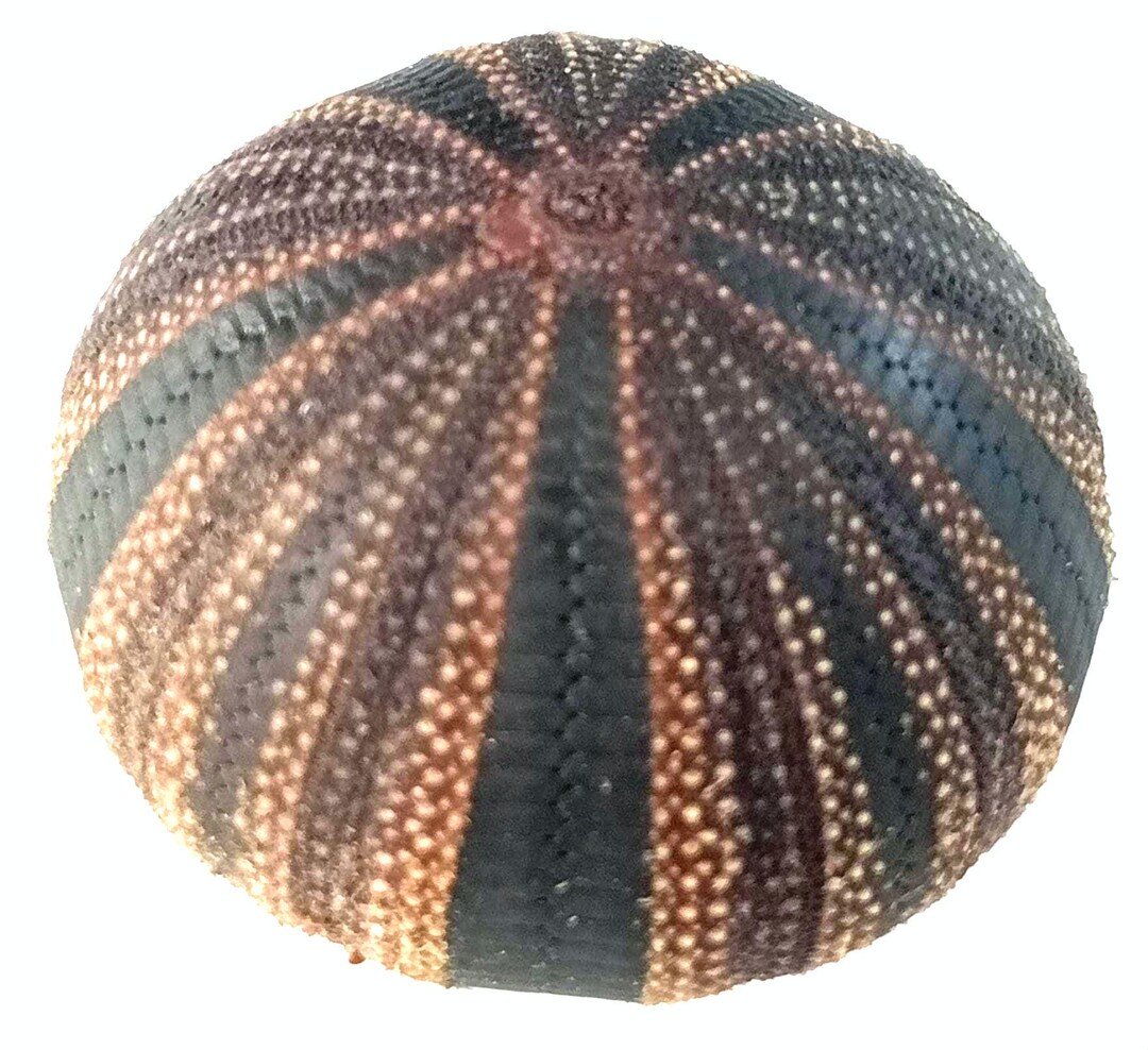 Sea Urchin.mespila Globulus Tuxedo Sea Urchin..big Size 41 Mm...item ...