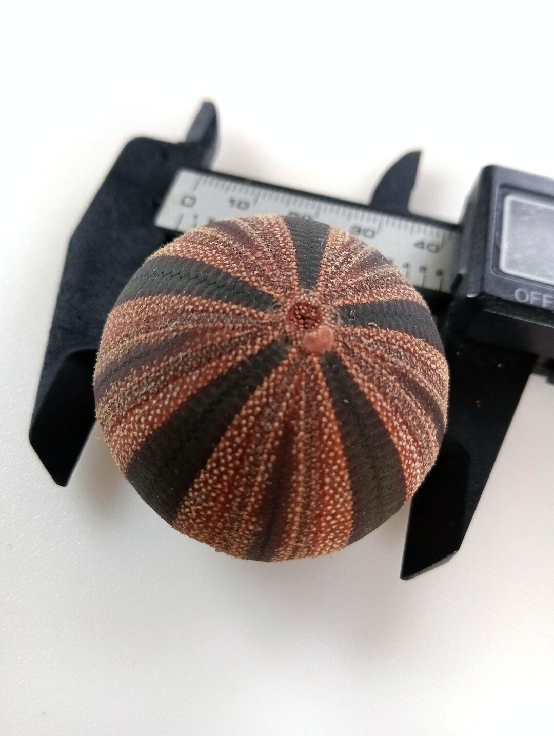 Sea Urchin.mespila Globulus Tuxedo Sea Urchin...41 Mm...big Size..item ...