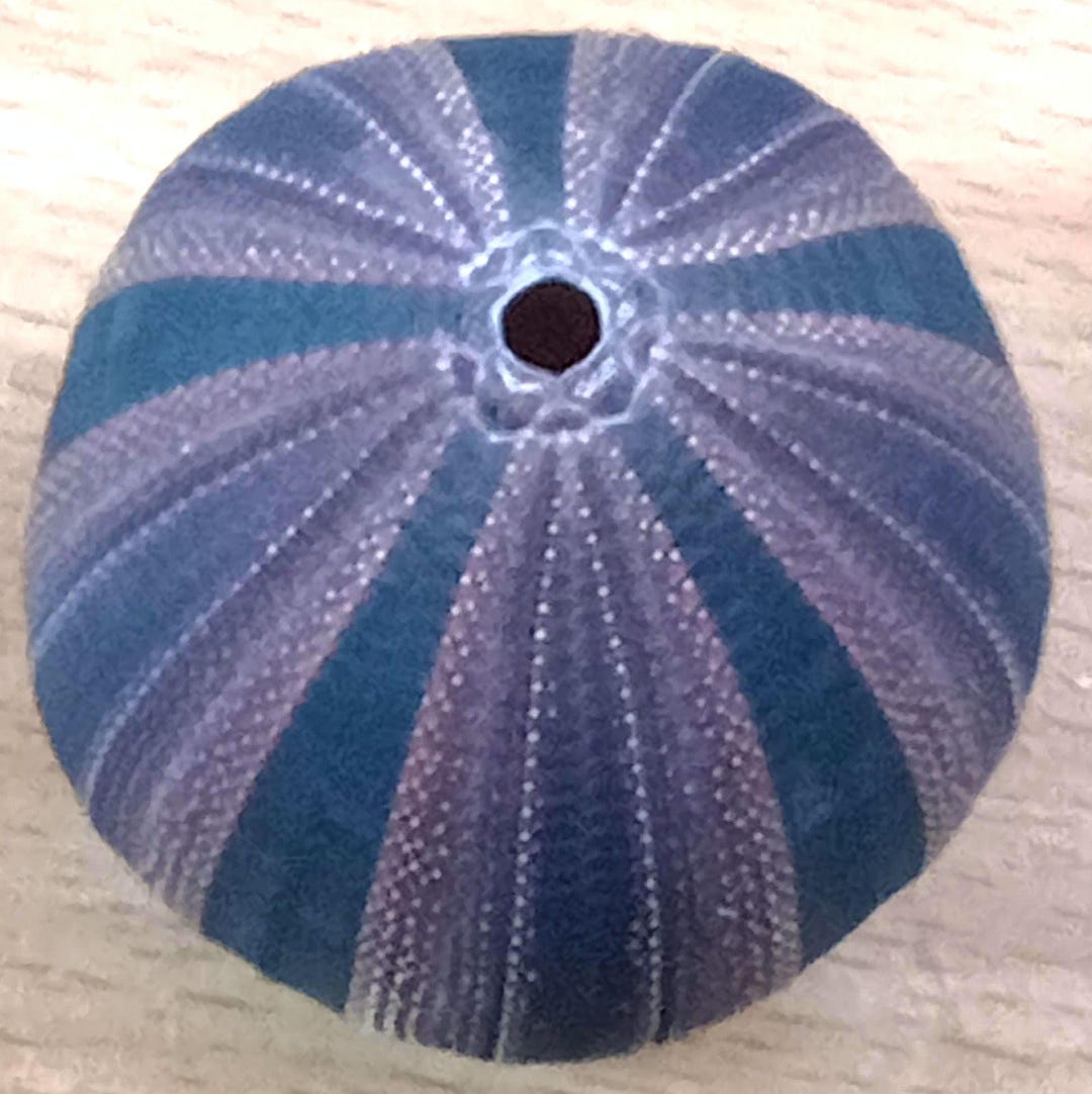 Mespila Globulus Sea Urchin..size Width 47 Mm, Height 43 Mm...very Nice ...