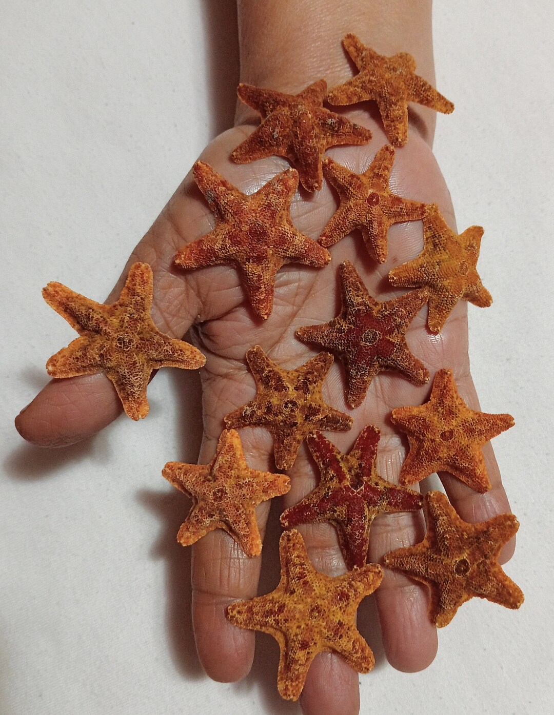 Star Fish Smallest Type of Sea Star Fish...13 Pcs Dried Star Fish - Etsy
