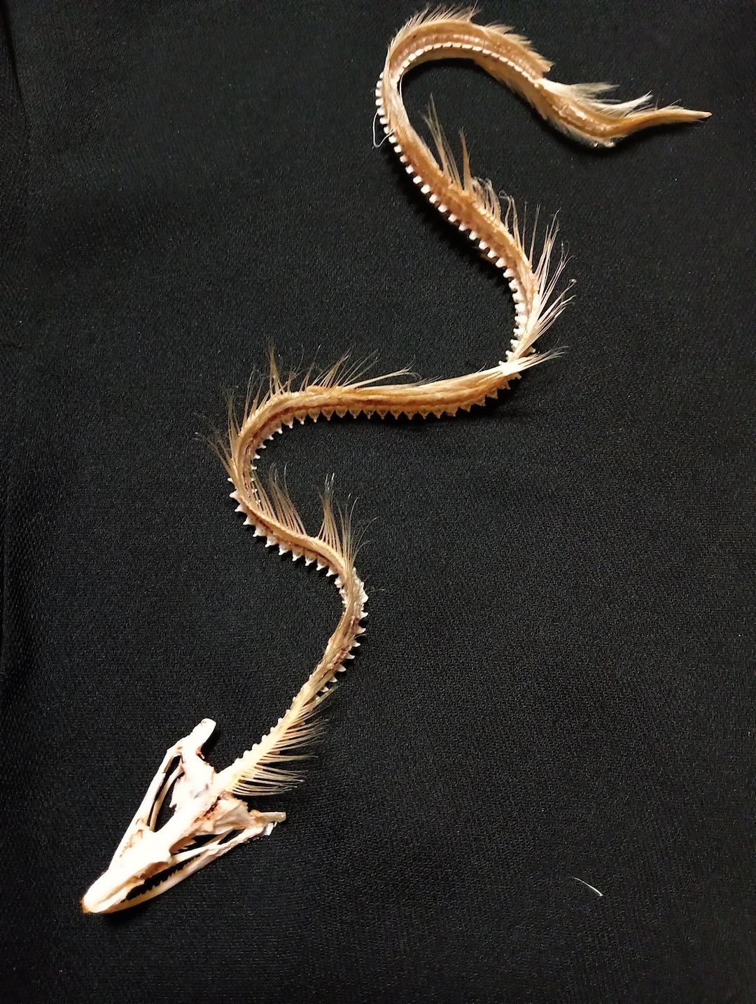 Crustacean Eel Skeleton Fish 280 Mm..skull Eel Fish..oddities - Etsy