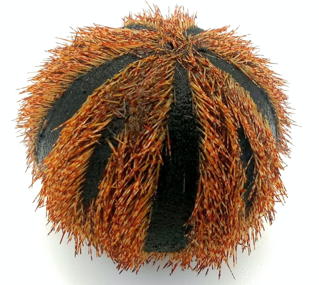 Sea Urchin..mespila Globulus.. Tuxedo Sea Urchin...size 48 Mm..big Size ...