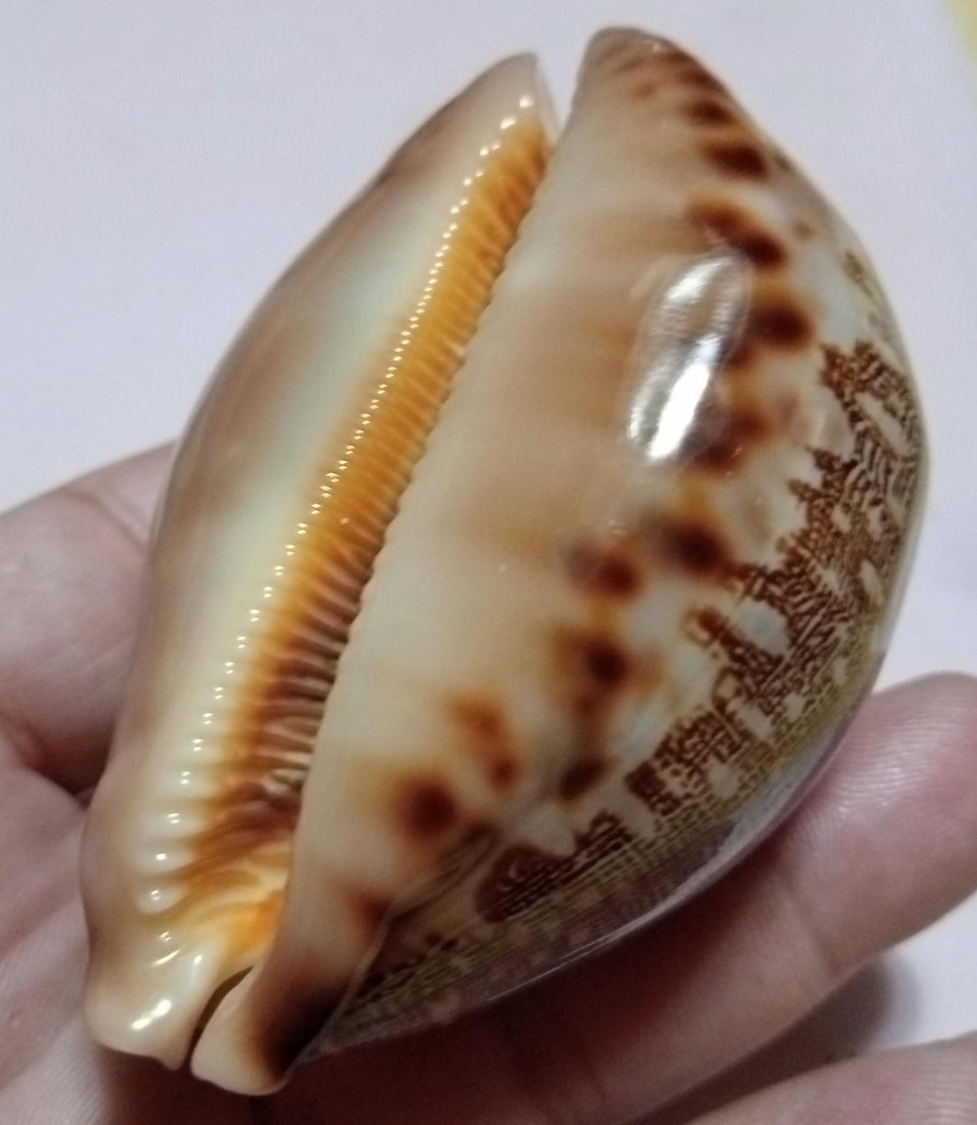 Seashell Yellow Lip Cowry Mappa..size 80 Mm..valentia Form Cowry - Etsy