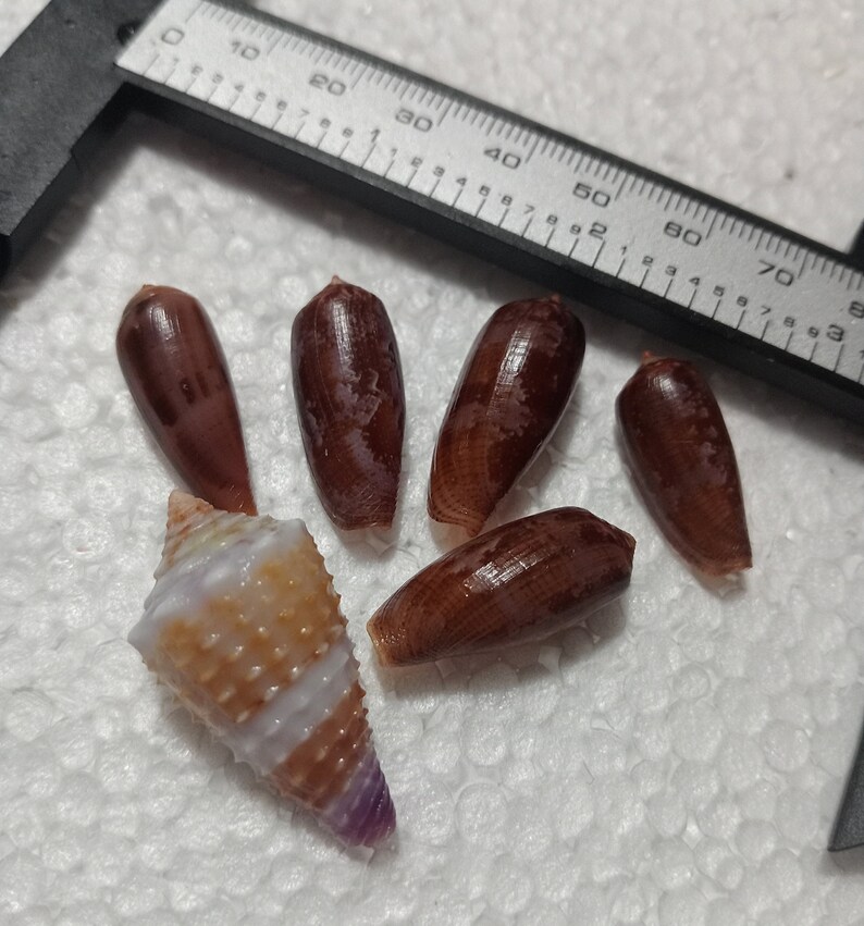 094 Seashell Conus Species Smallest Cone Shells..22 Mm to 32 Mm...6 Pcs ...