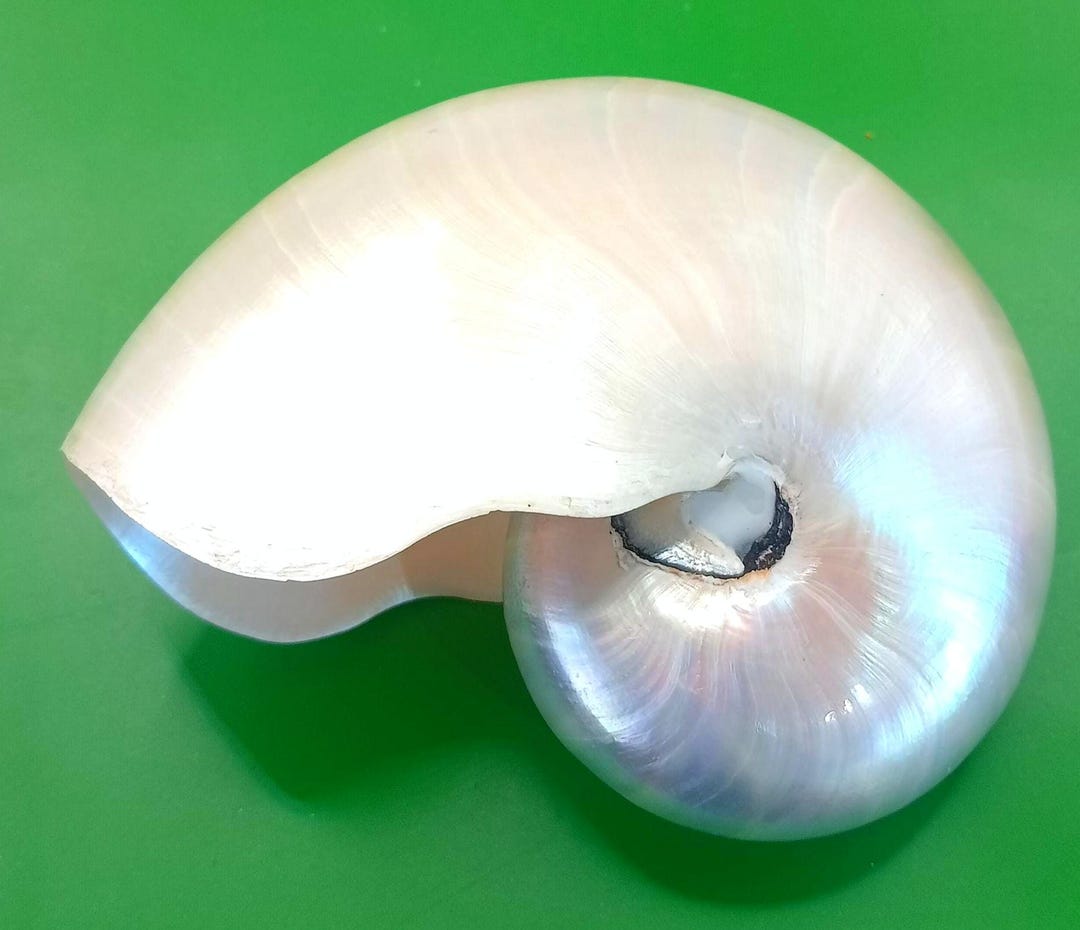 Chambered Nautilus..polish..size 122 Mm..seashell..home Decor..item ...