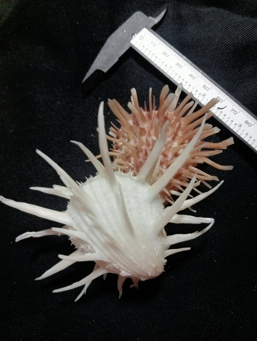 011 Seashell Spondylus 120 Mm..attached Naturaly - Etsy