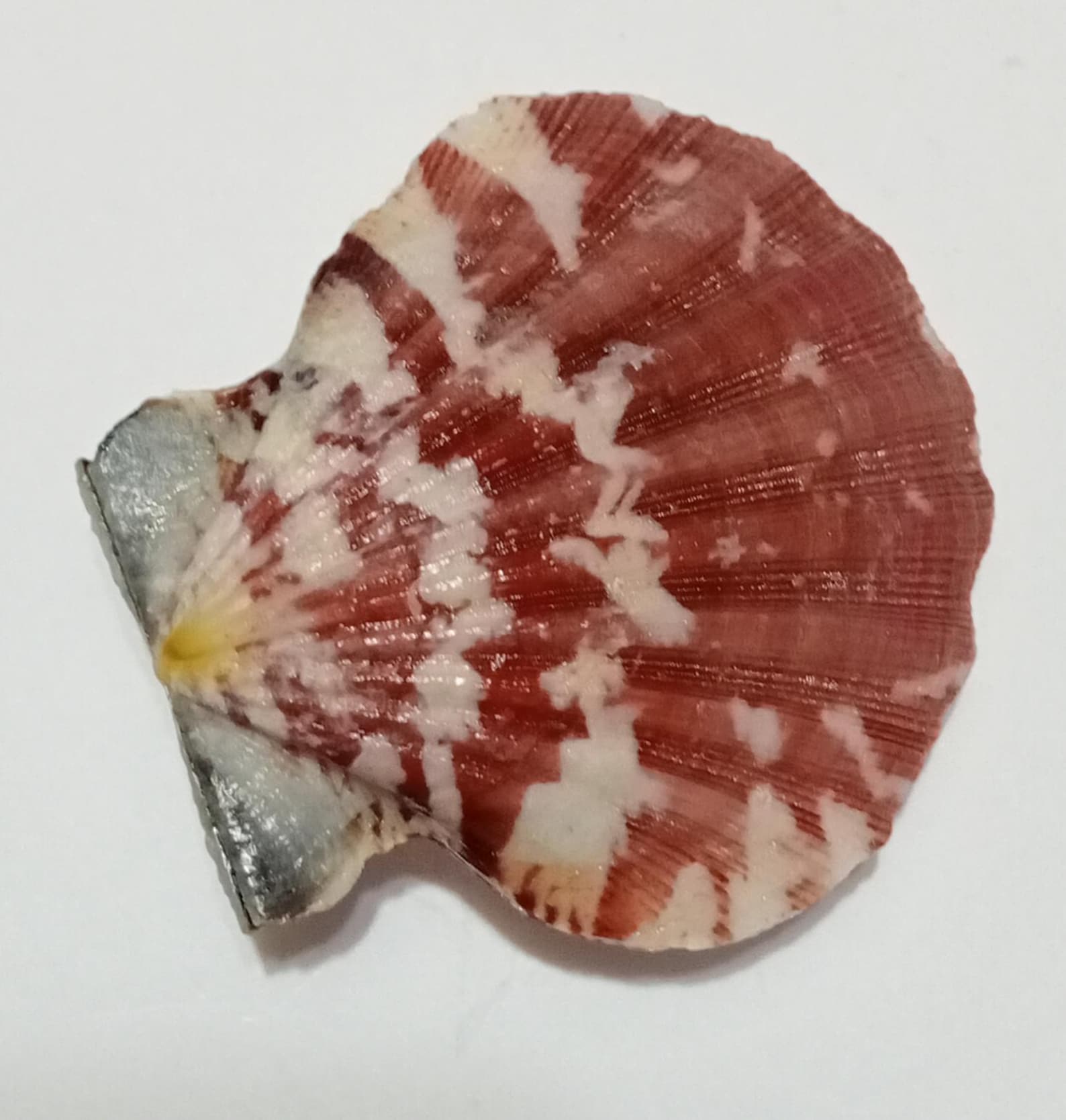 Shell Encyclopedia 43 Mm..(pectinidae)seashell #cb52 - Etsy