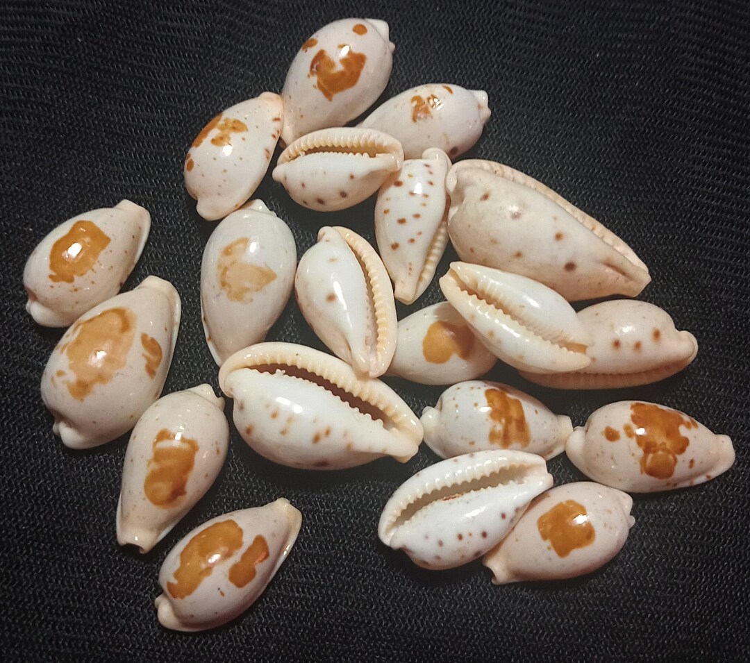 002 Seashell Cypraea Cowry Stolida...size 18-28 Mm...20 Pcs Shells - Etsy