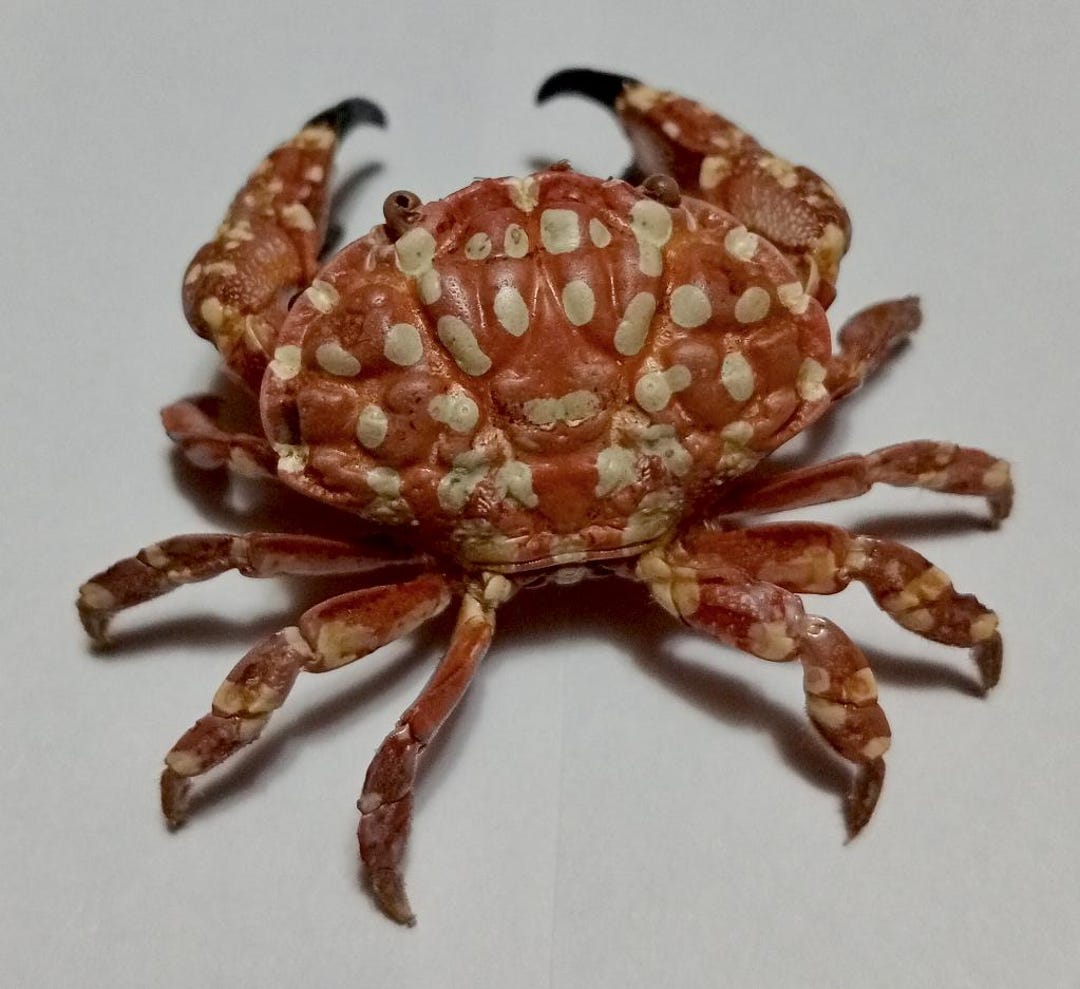 Knobby Crab 50 Mm..cute Lovely Looking Crab... Taxidermy Oddities ...
