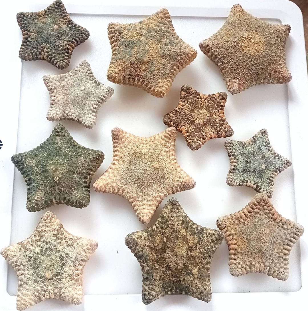 Real Star Fish. Completely Dried..11 Pcs Starfish..size 47-67 Mm...item ...