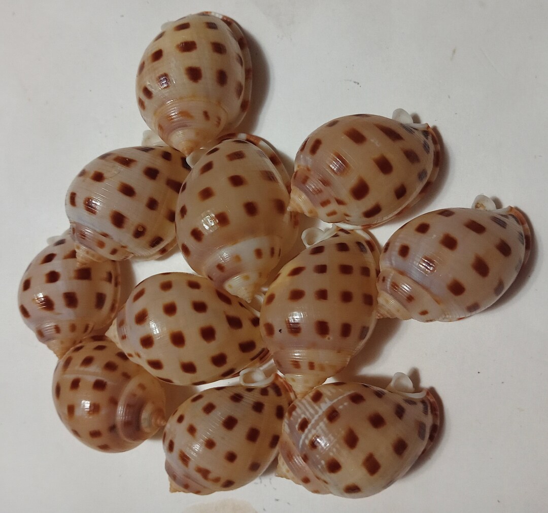 0001..seashell Scotch Bonnet..10 Pcs Shells - Etsy