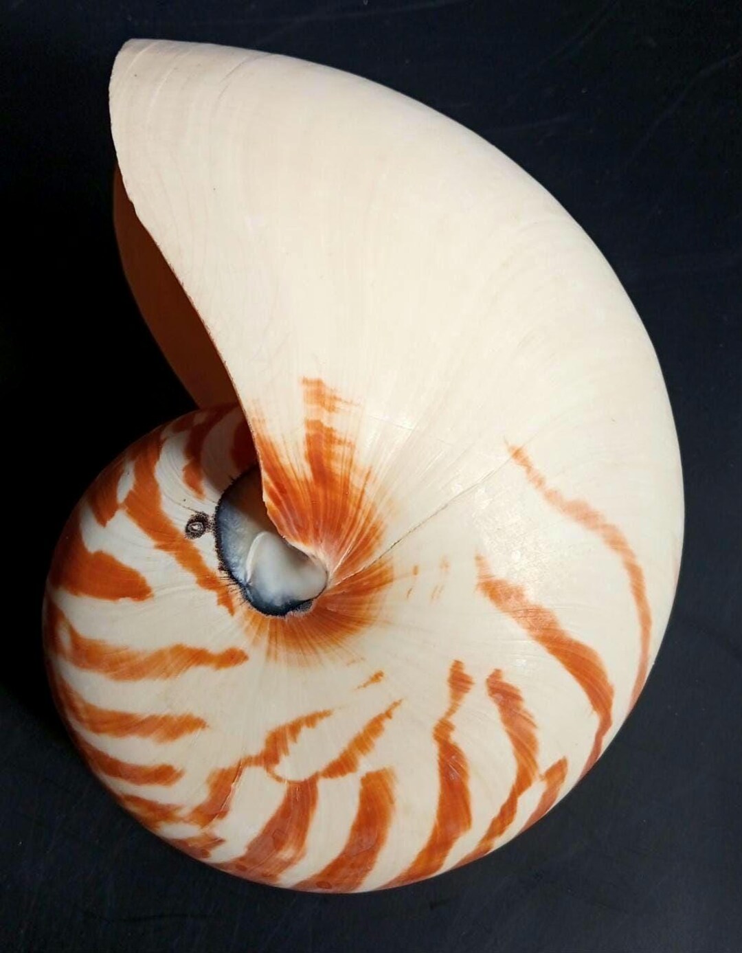 Seashell Chambered Nautilus 160 Mm..very Good Condition..item 23456 - Etsy