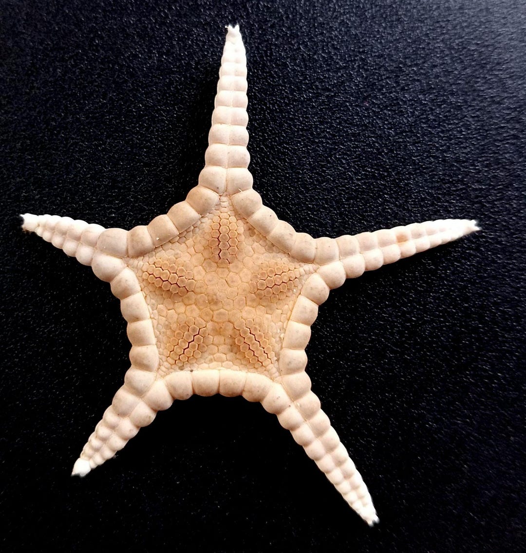 Star Fish..real Deep Sea Star Fish..smaller Size 52 Mm.. Completely ...