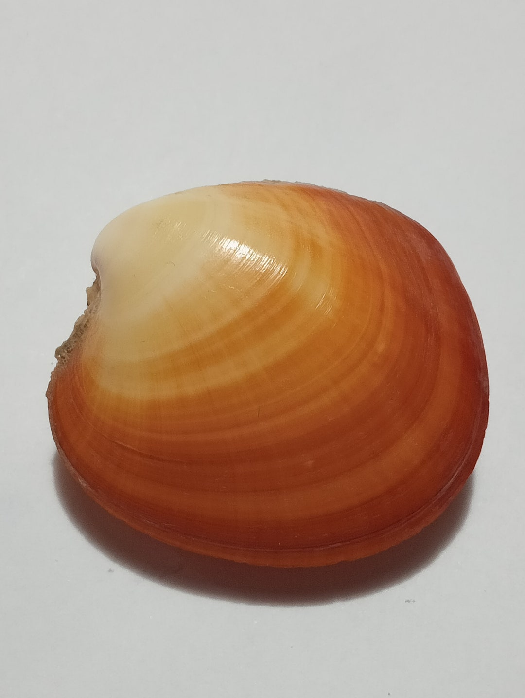 Sea Shell Clam Shell 47 Mm..very Nice Color/cockle Shell - Etsy