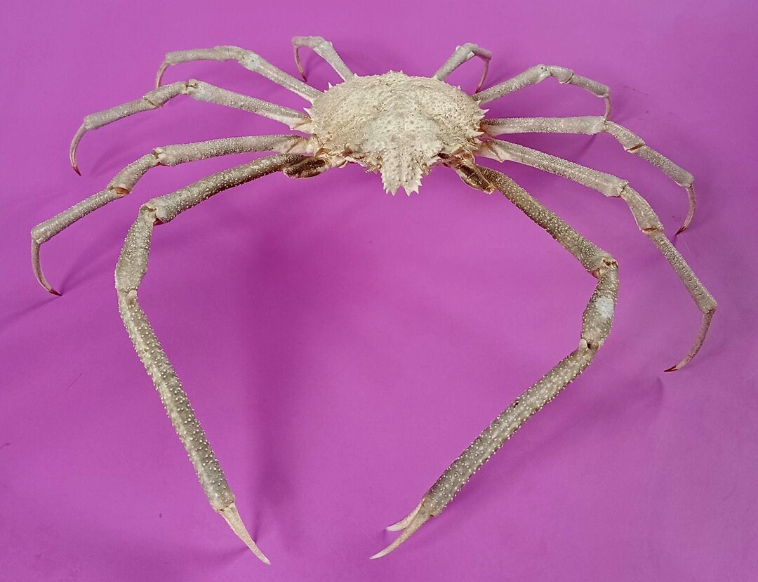 Crustacean.. Prismatopus Longispinus Crab..size 234x230 Mm ...