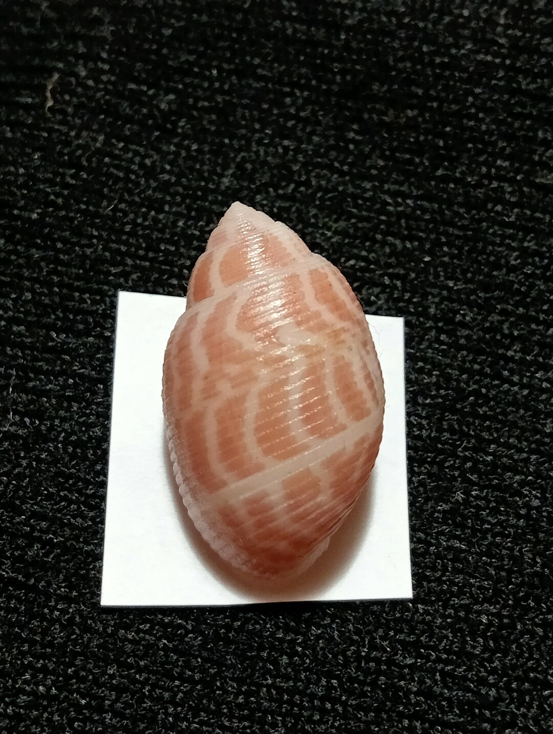 Sea Shell Acteon Flammeus 23 Mm..deep Sea Shell.. Collectible - Etsy