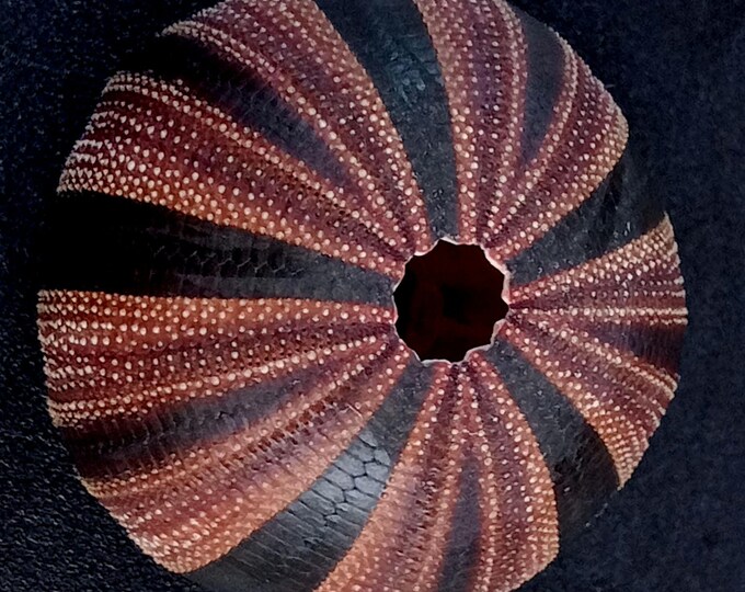 Sea Urchin..mespila Globulus Tuxedo Sea Urchin 43 Mm.big Size.item #562 ...