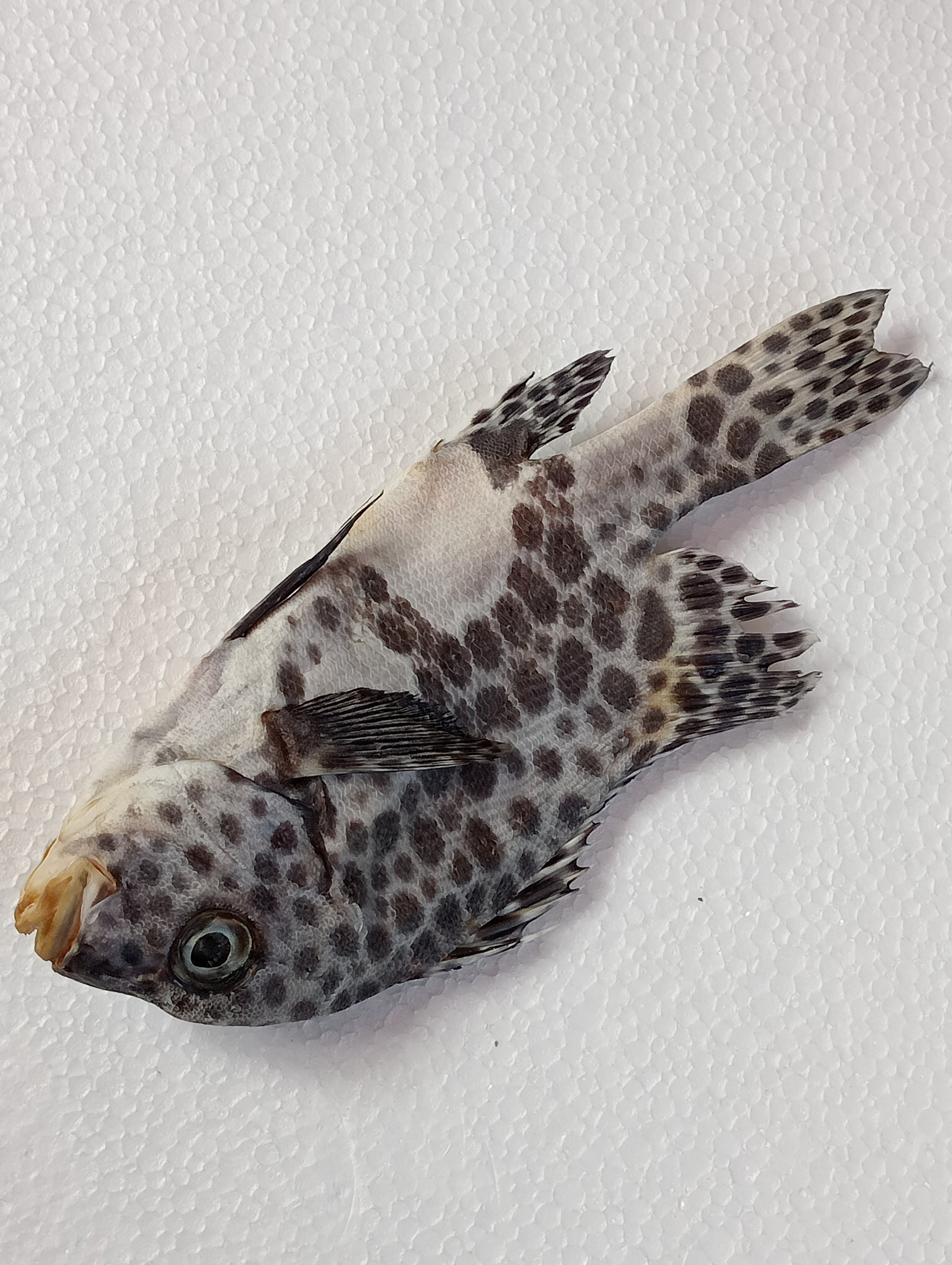 Crustacean...diagramma Fish 200 Mm..taxidermy Oditties Natural - Etsy