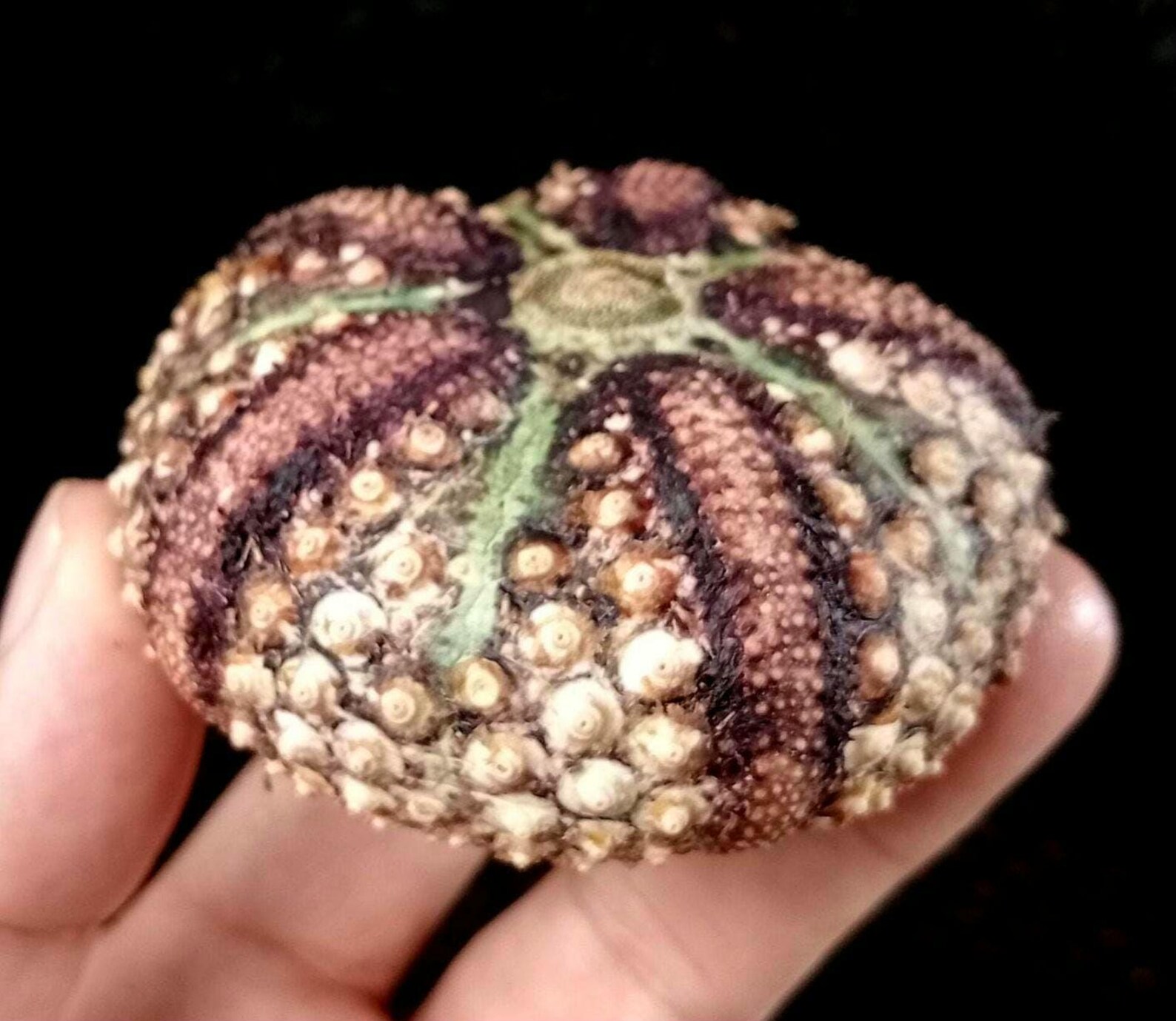 Echinothrix Calamaris 72 Mm..sea Urchin.no Hole.item # 4 - Etsy