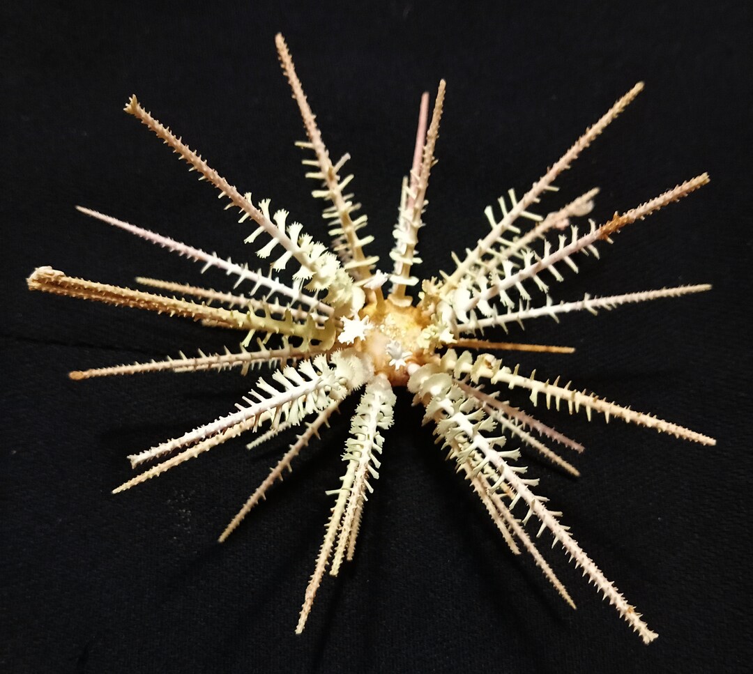 Sea Urchin Parasol...width 120 Mm.located in 400 Meters Deep - Etsy