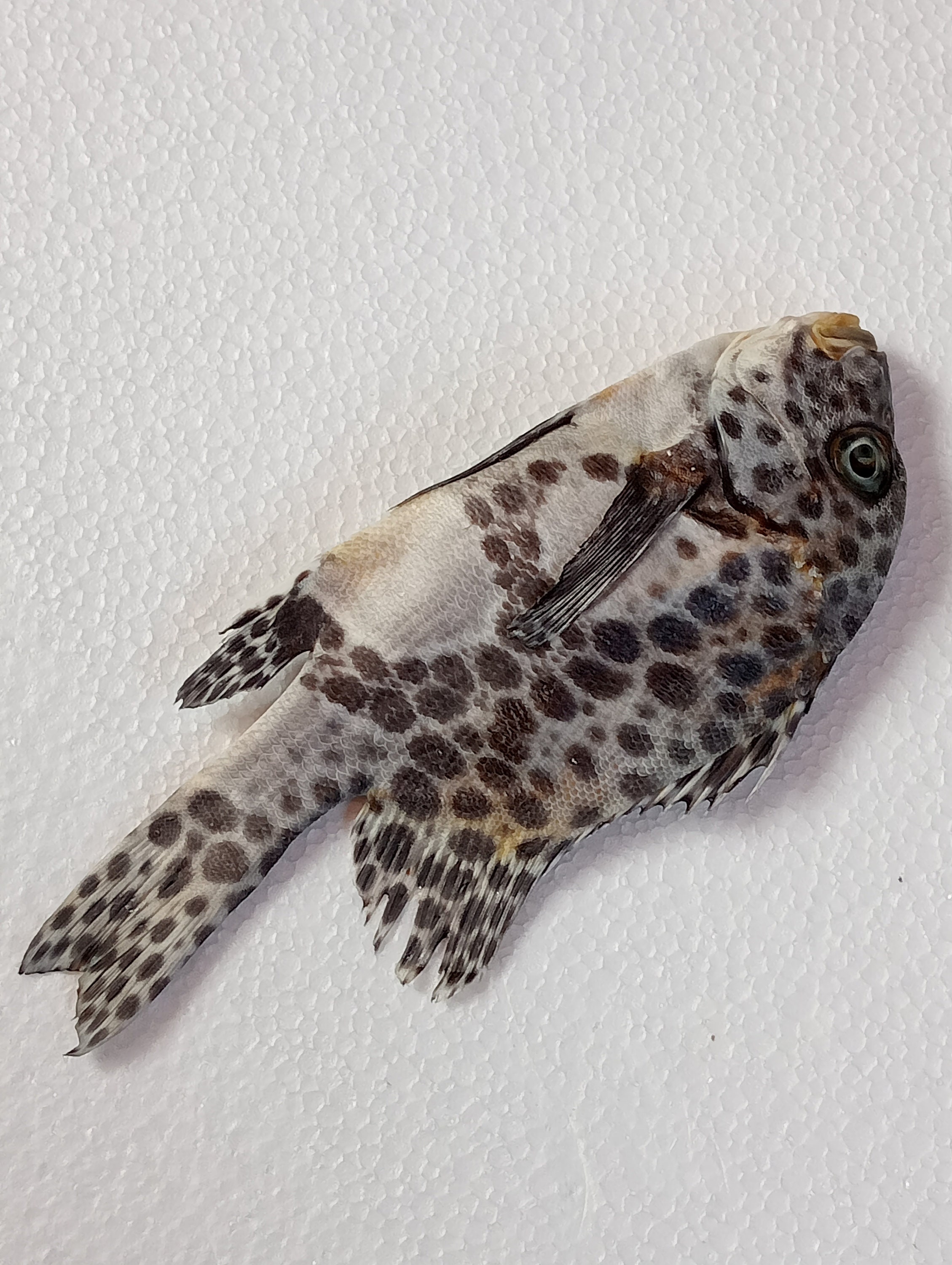 Crustacean...diagramma Fish 200 Mm..taxidermy Oditties Natural - Etsy