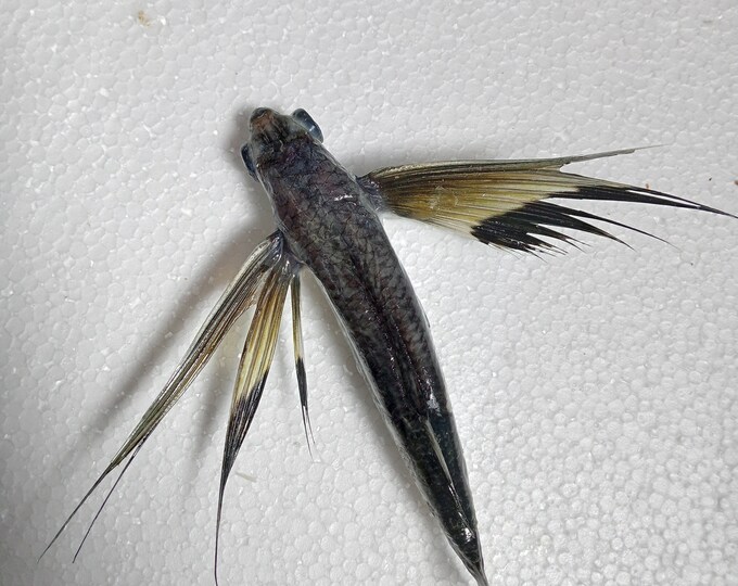 006-crustacean Flying Fish 130 Mm - Etsy
